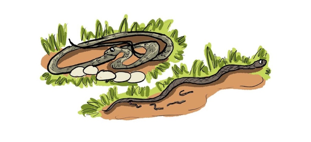 snake facts for kids – Mongabay Kids