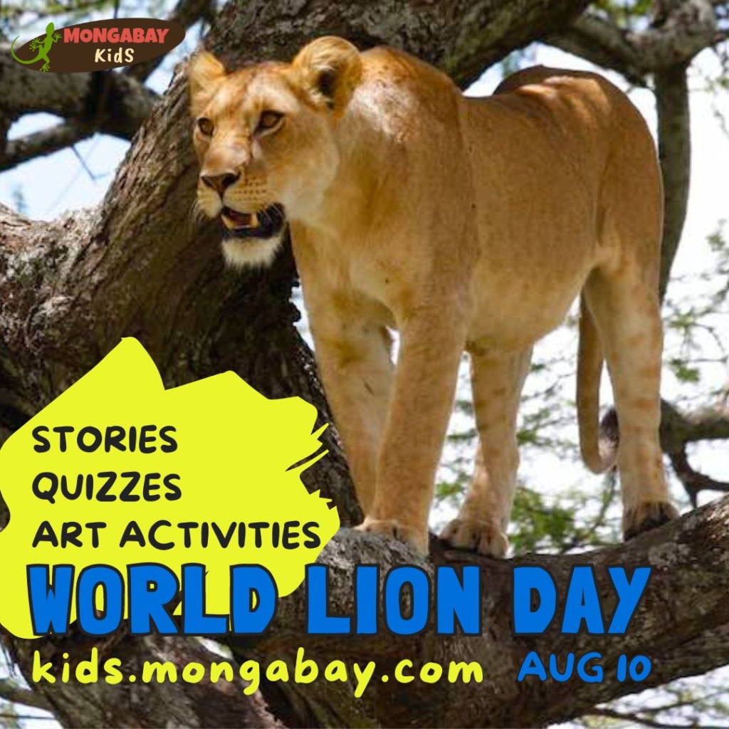 World Lion Day: Why are lions important? – Mongabay Kids