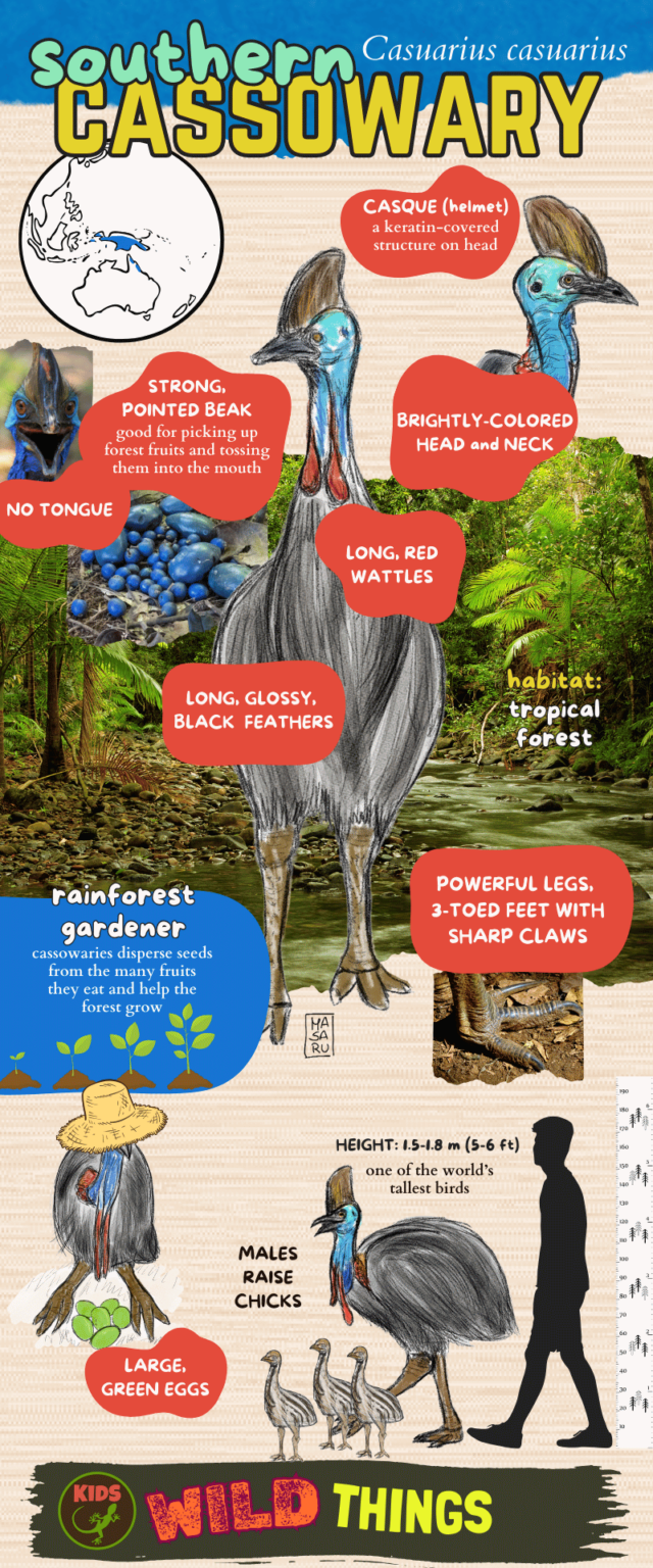Southern cassowary (Casuarius casuarius) – Mongabay Kids