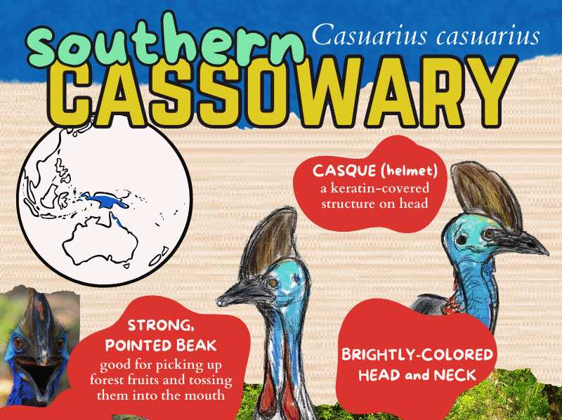Southern cassowary (Casuarius casuarius) – Mongabay Kids