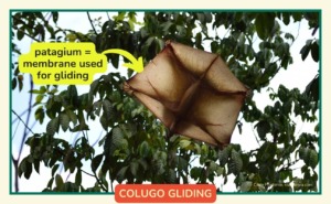 What is a colugo or flying lemur? – Mongabay Kids