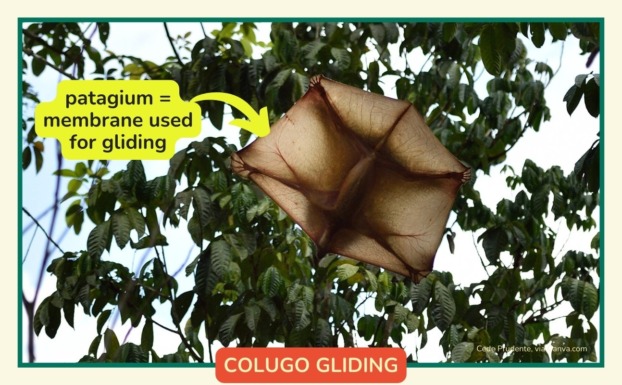 What is a colugo or flying lemur? – Mongabay Kids