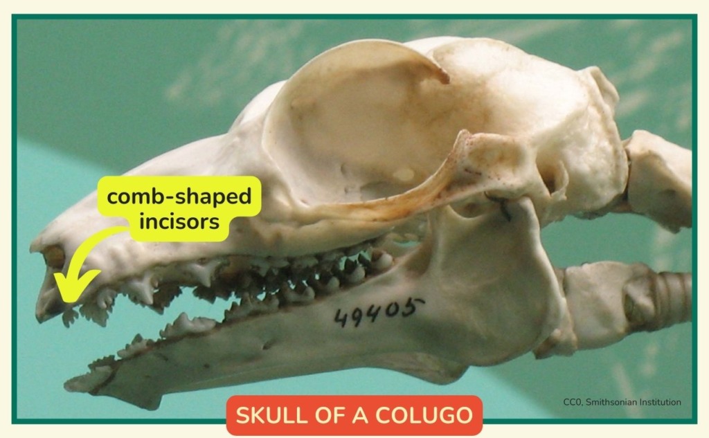 What is a colugo or flying lemur? – Mongabay Kids