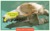 What is a colugo or flying lemur? – Mongabay Kids