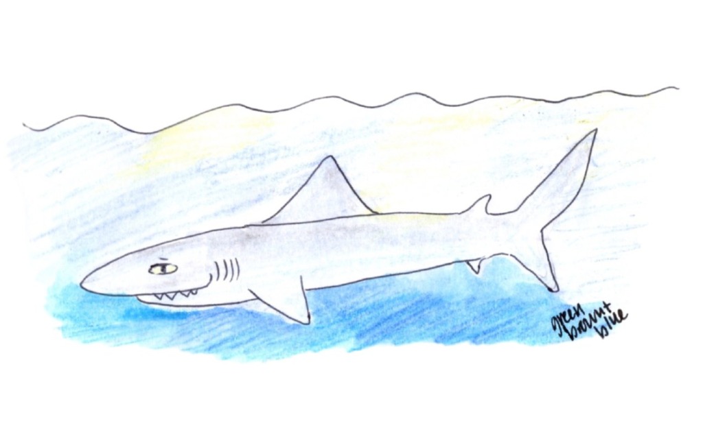 The Search for Lost Sharks is on – Mongabay Kids
