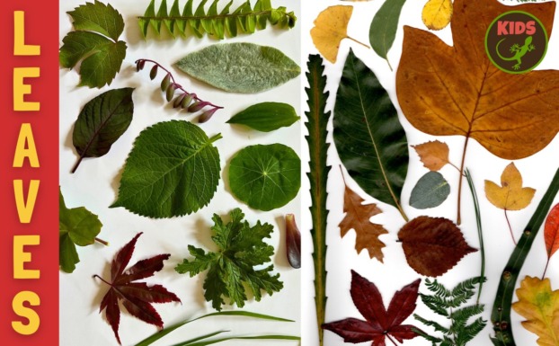 Make animals with leaves! – Mongabay Kids