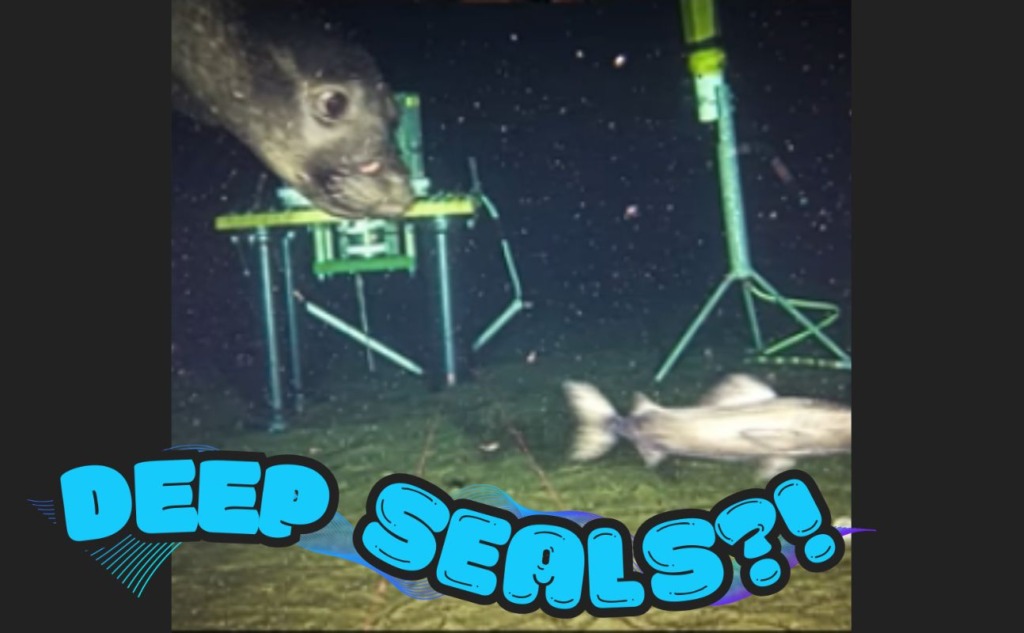northern elephant seal – Mongabay Kids