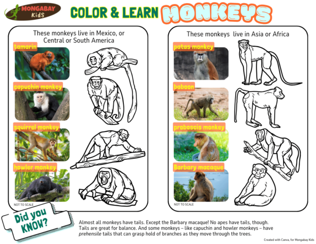 Color and learn: Monkeys! – Mongabay Kids