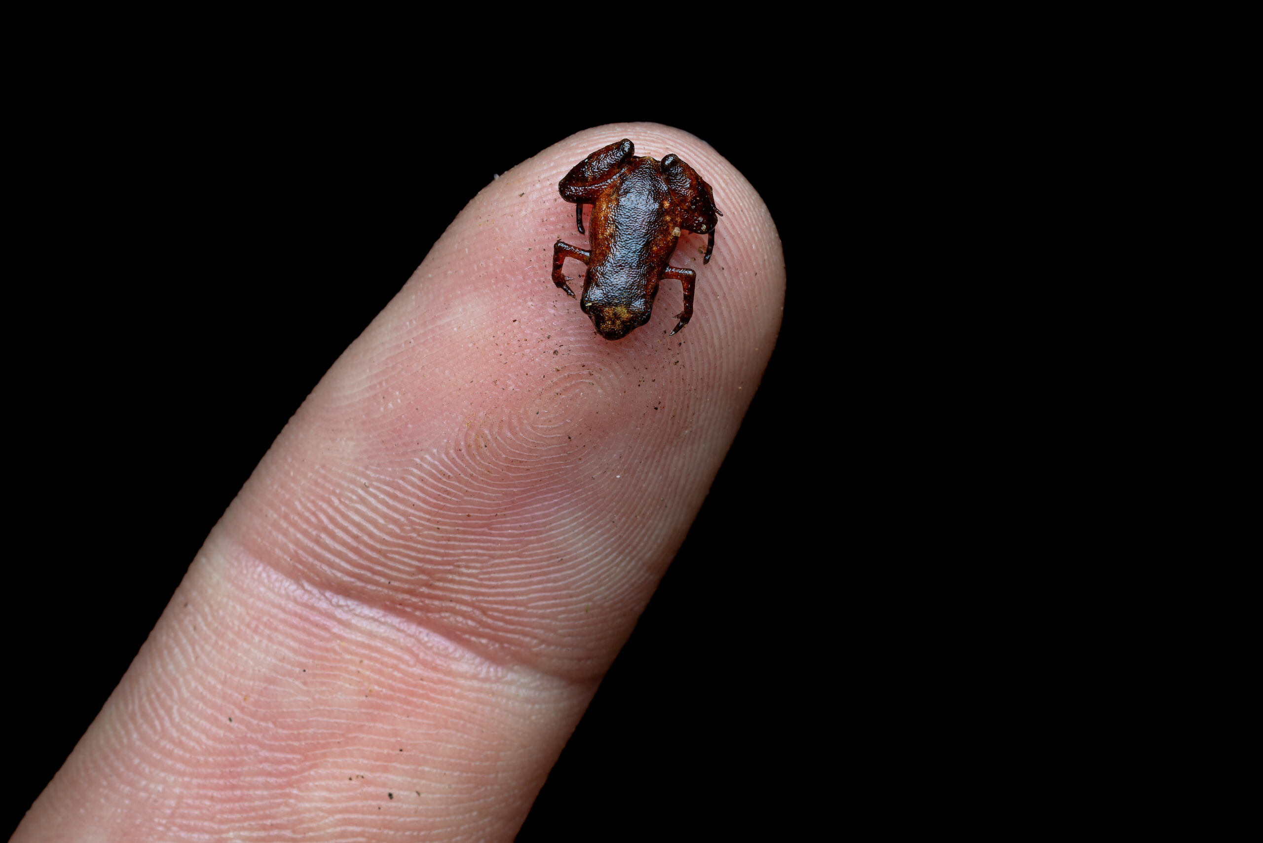 Teeny-tiny frog in Brazil shows how small frogs can get – Mongabay Kids