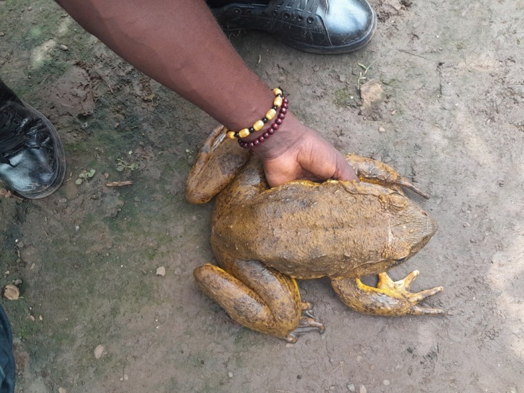 Teeny-tiny frog in Brazil shows how small frogs can get – Mongabay Kids