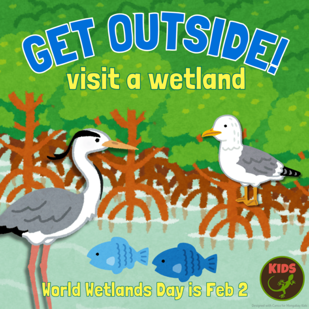 What are wetlands and how can we protect them? – Mongabay Kids