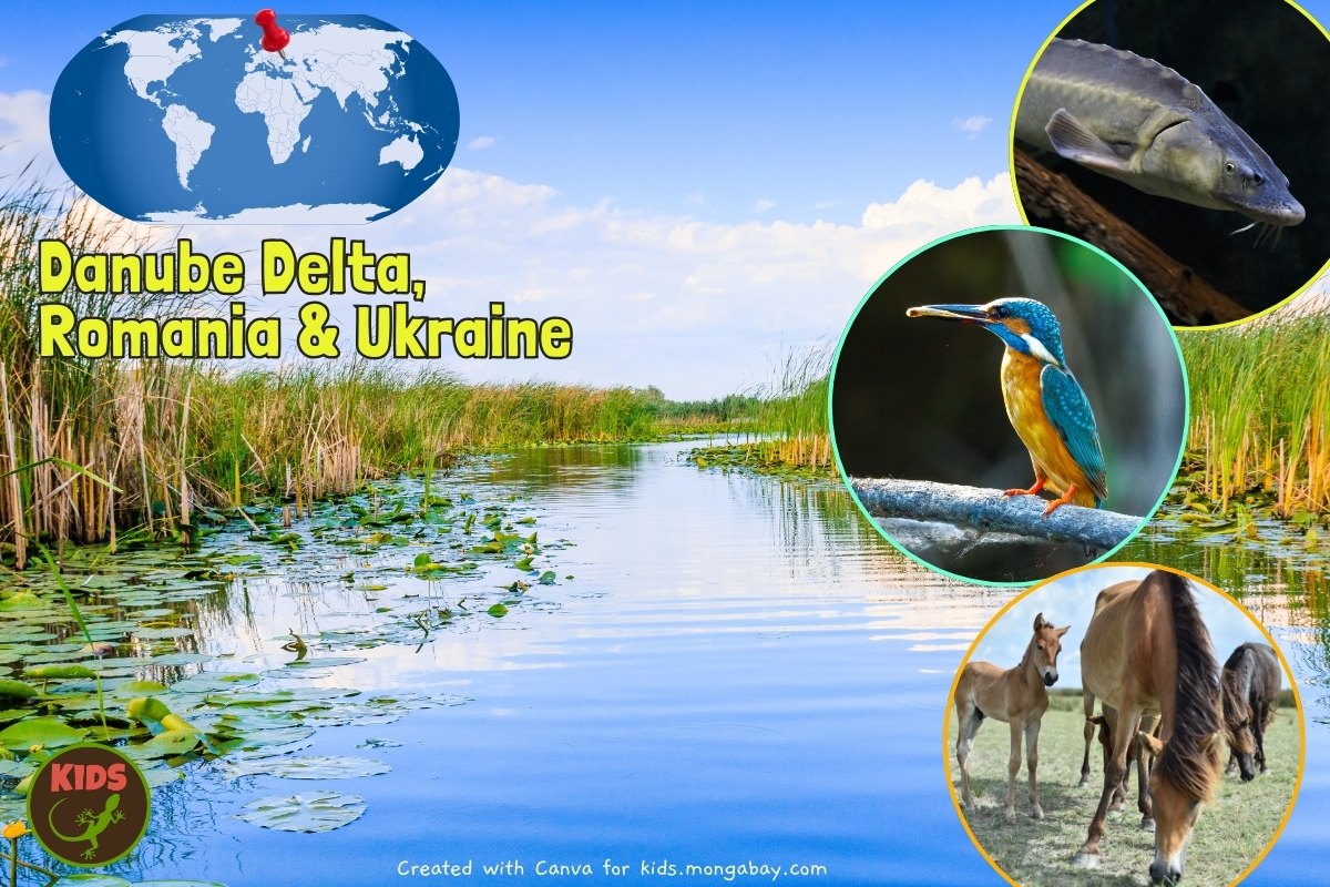 What are wetlands and how can we protect them? – Mongabay Kids