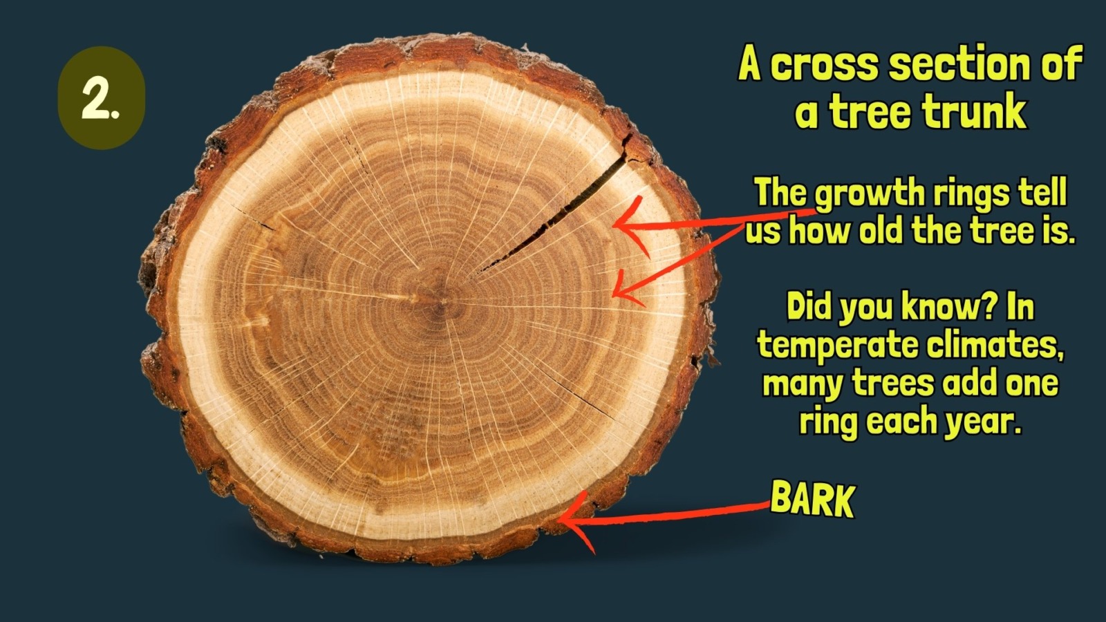 Zoom! Found on a tree – Mongabay Kids