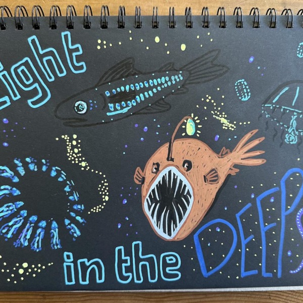 What is a pinniped? Seals, sea lions, walrus – Mongabay Kids