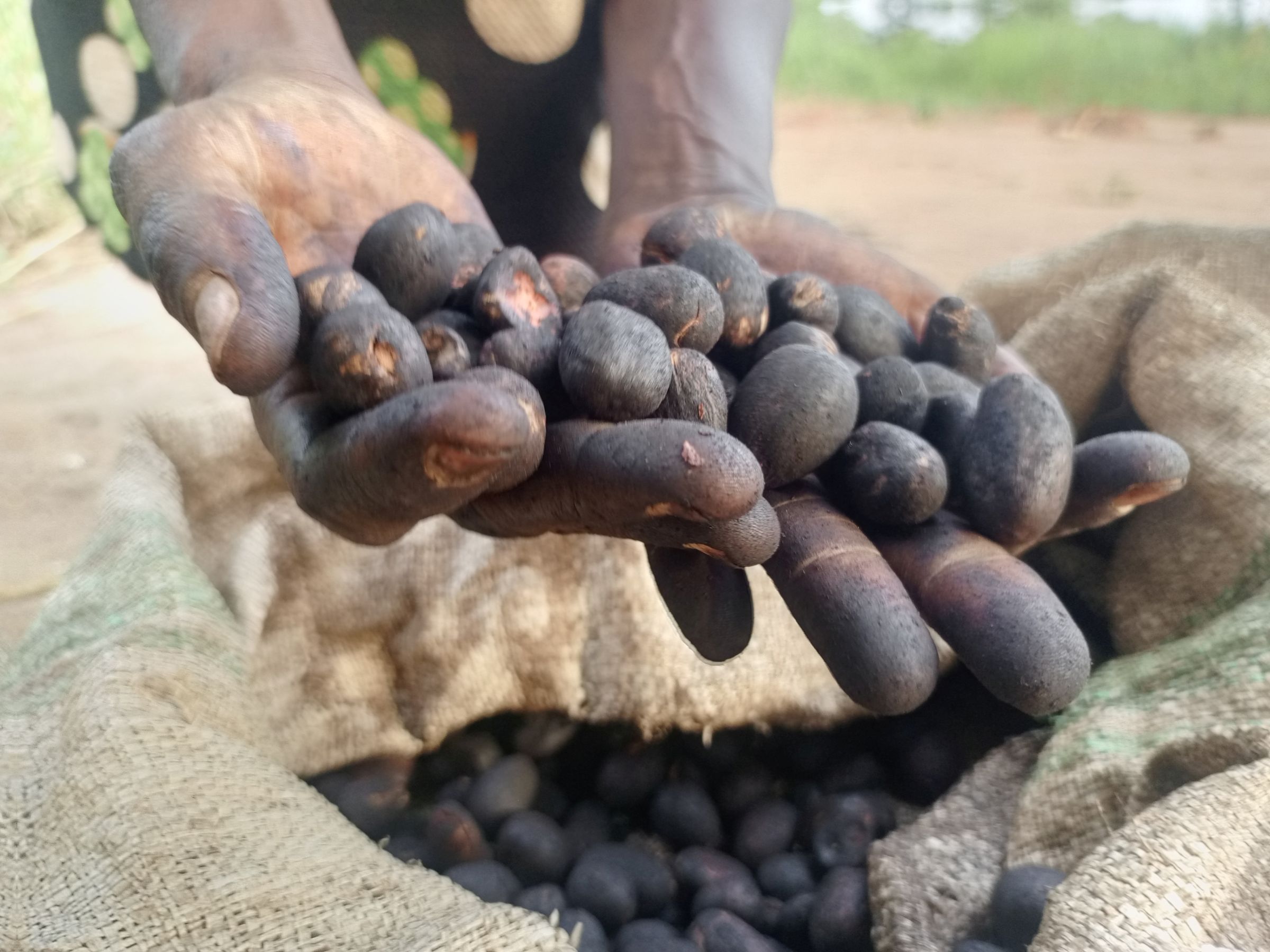 Women in Uganda help restore important shea trees – Mongabay Kids