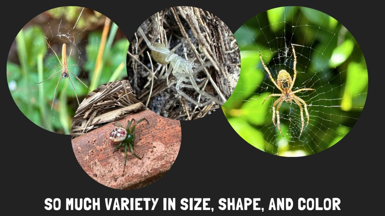 How I learned to love my 8-legged housemates – Mongabay Kids