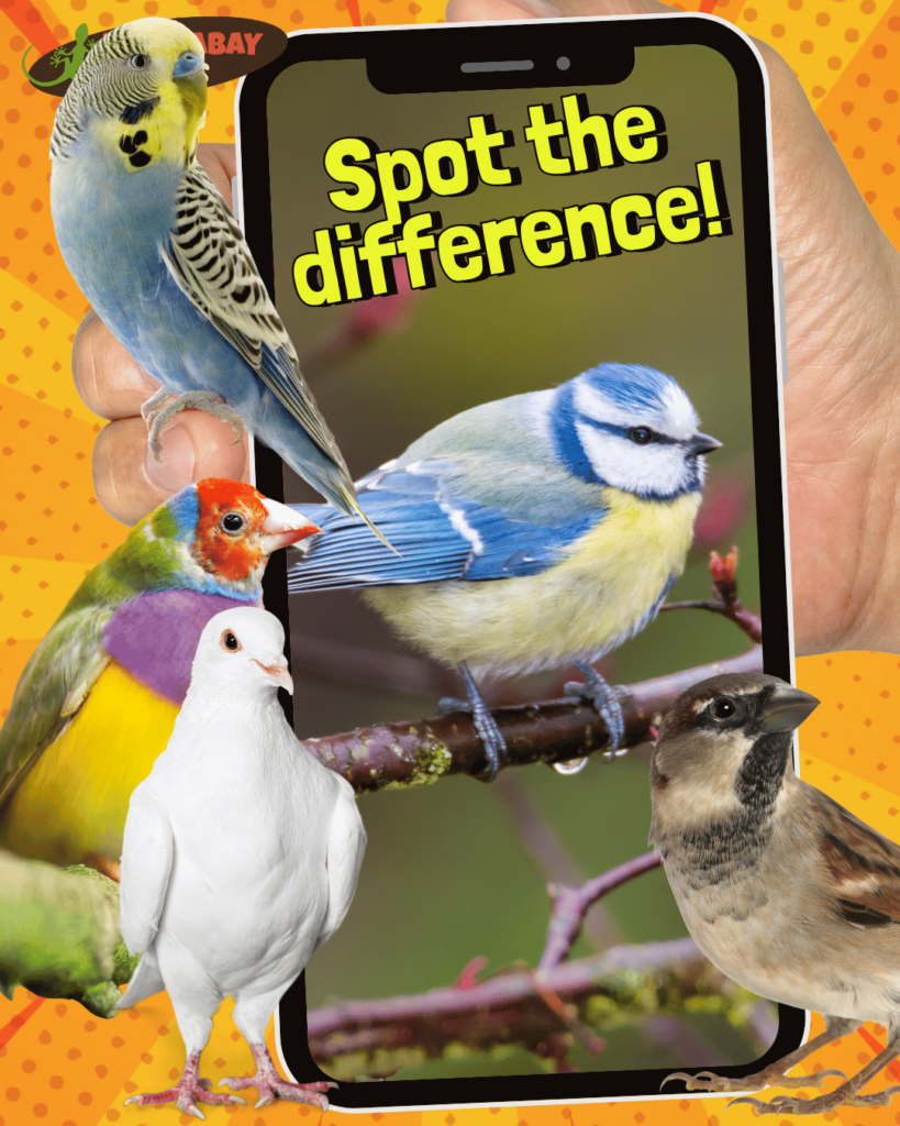 Spot the difference: A bird in the hand – Mongabay Kids