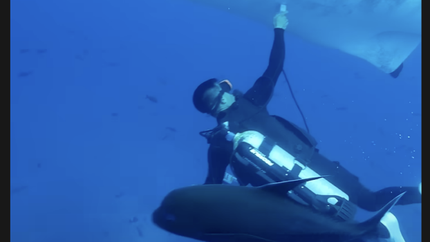 using submersible ultrasound on sharks