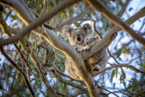 Koalas sleep all the time — but why? Fun facts about koalas – Mongabay Kids