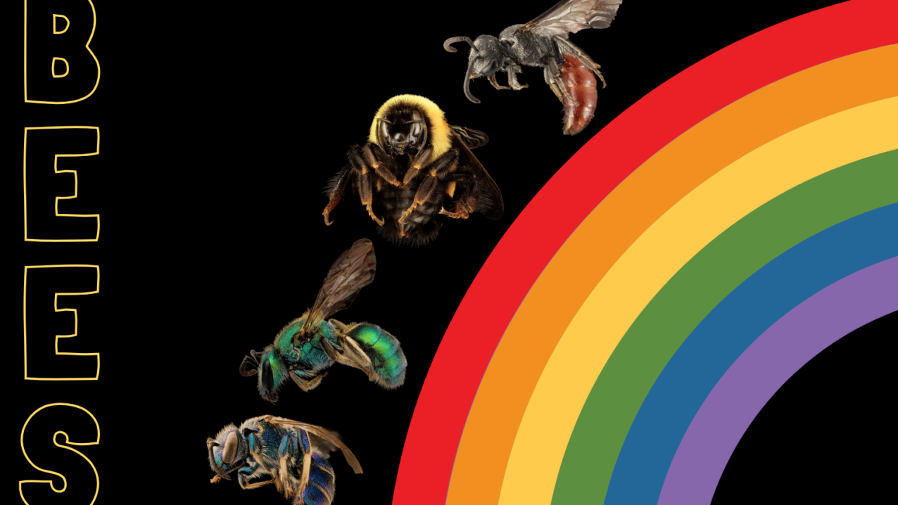 Games – Mongabay Kids