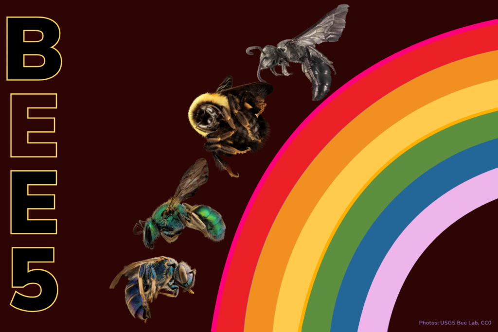 Spot the difference: Colorful bees – Mongabay Kids