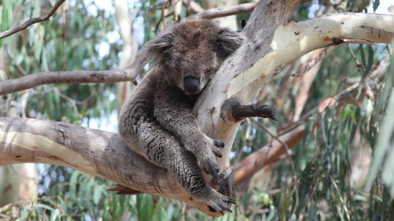 Koalas sleep all the time — but why? Fun facts about koalas – Mongabay Kids
