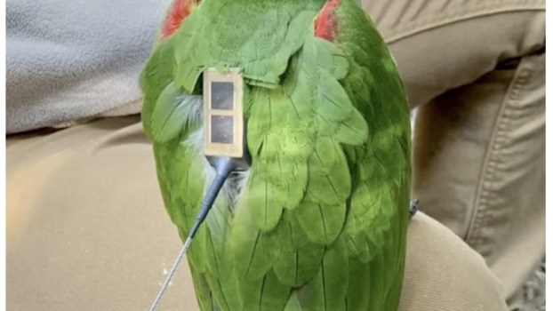 a parrot wearing a satellite backpack