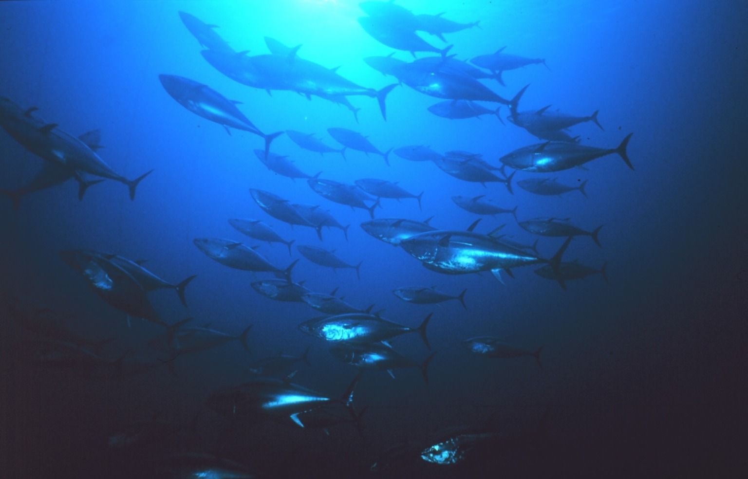 Fun facts about tuna: Uncanned and wild – Mongabay Kids