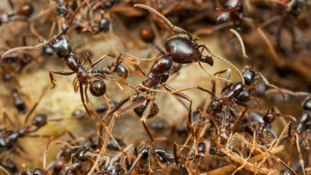 Army ants in Panama.