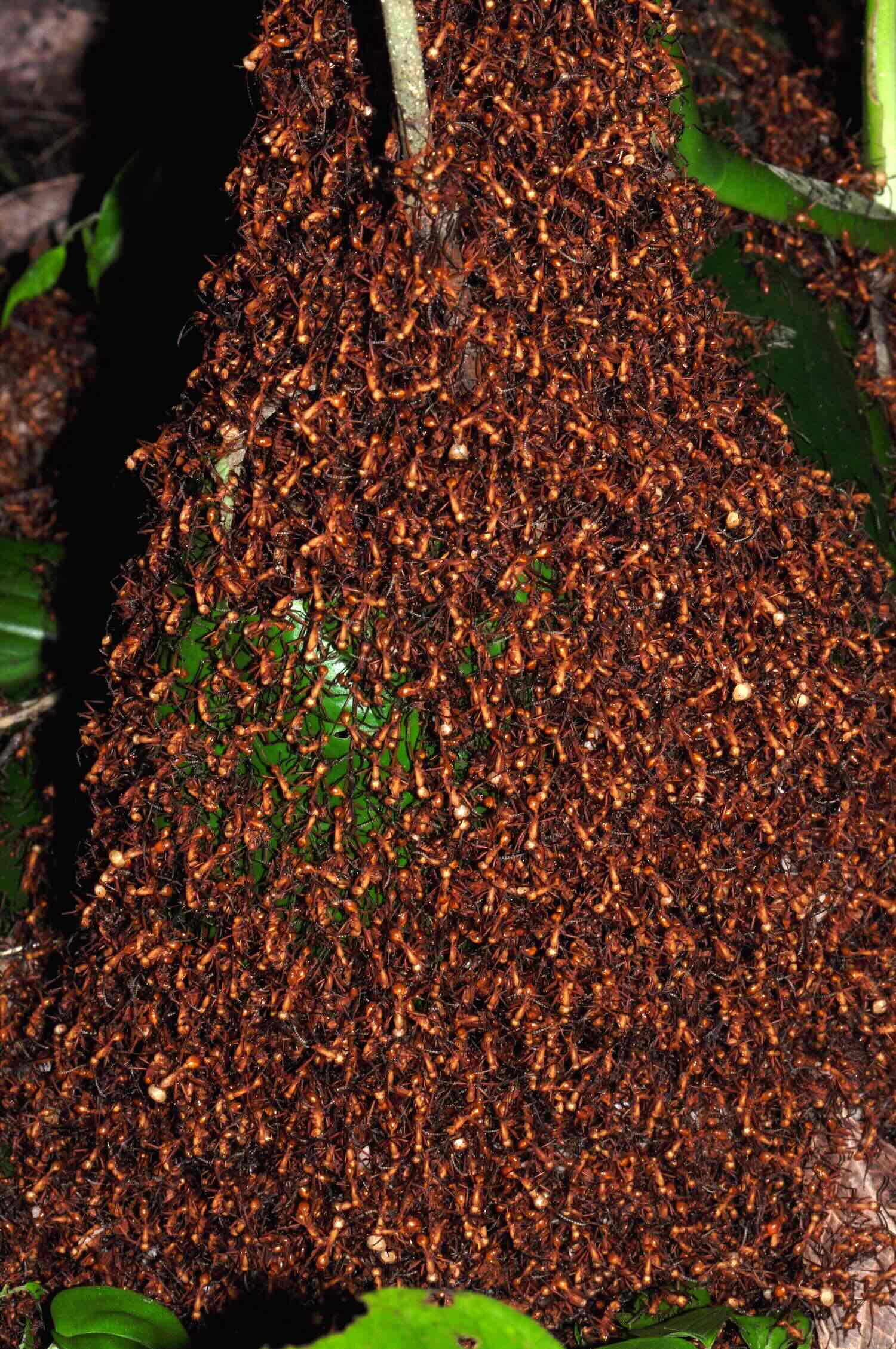 Fun facts about army ants – Mongabay Kids