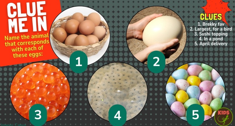 Clue me in puzzle about animal eggs