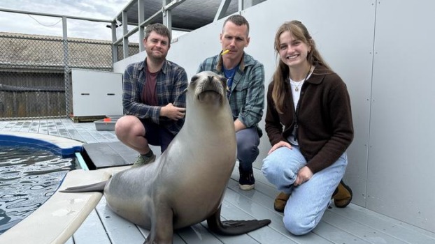 Ronan the sea lion and the research team