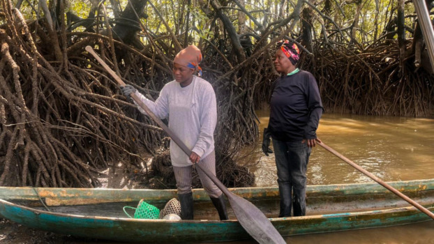 Clam collectors travel through mangroves