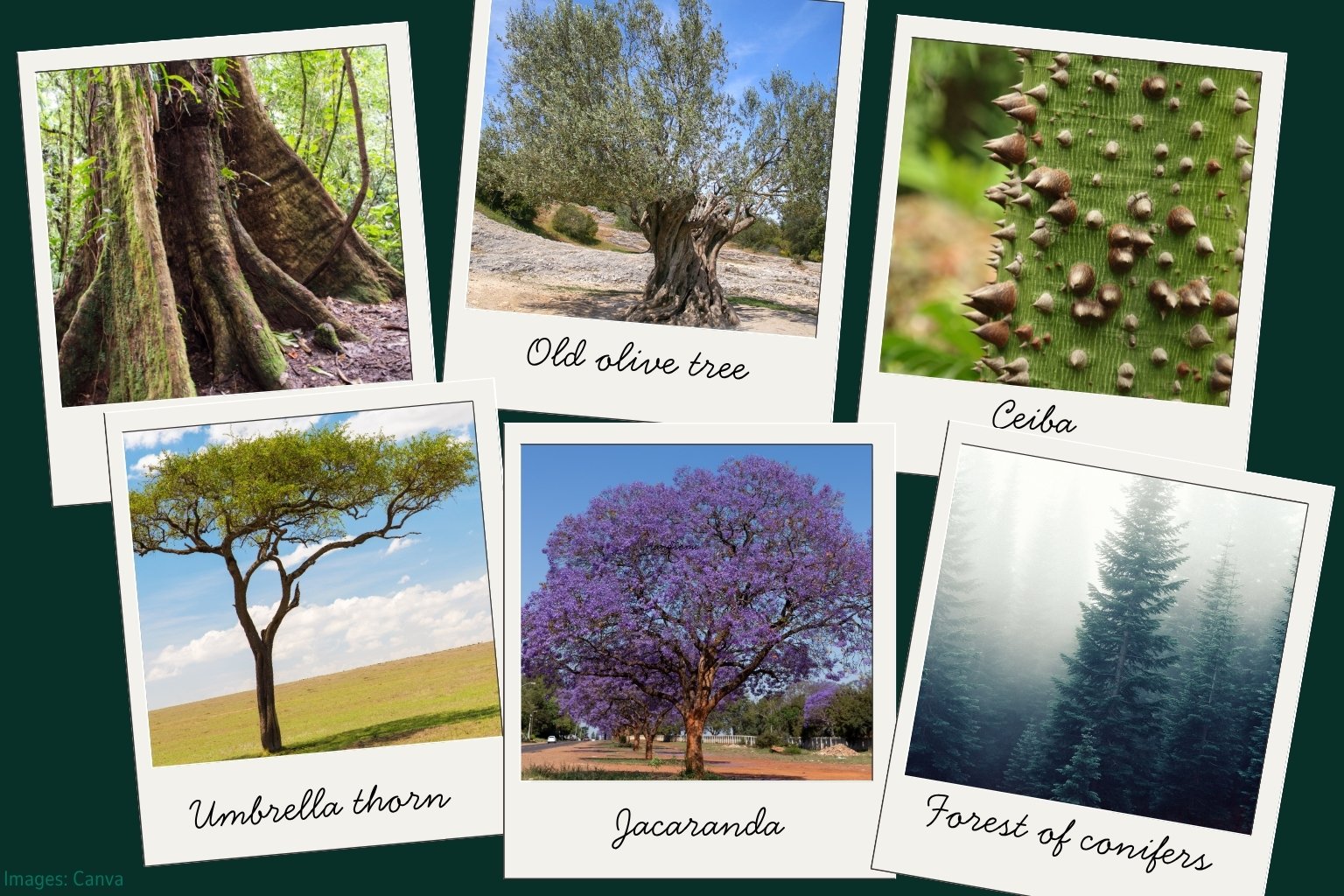 Nature art challenge: Your favorite tree – Mongabay Kids