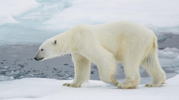 a polar bear