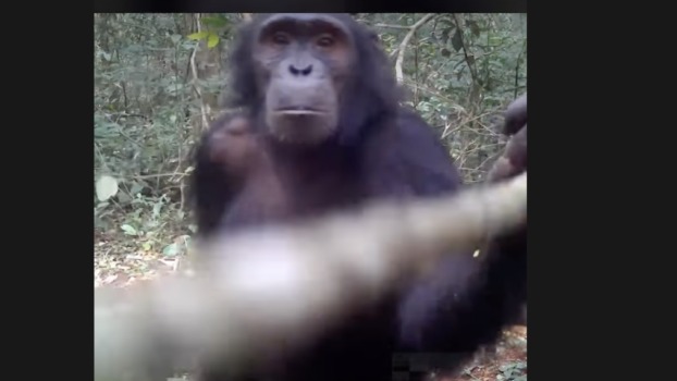 a female chimp investigates a camera trap with a stick
