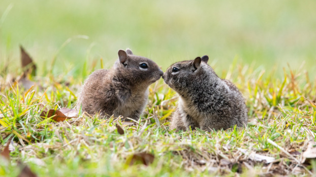 California ground squirrels