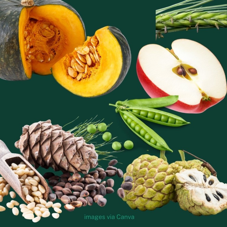 Learn about seed dispersal – Mongabay Kids