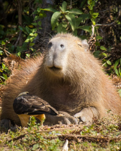 Caption This! The capybara and the turtle – Mongabay Kids