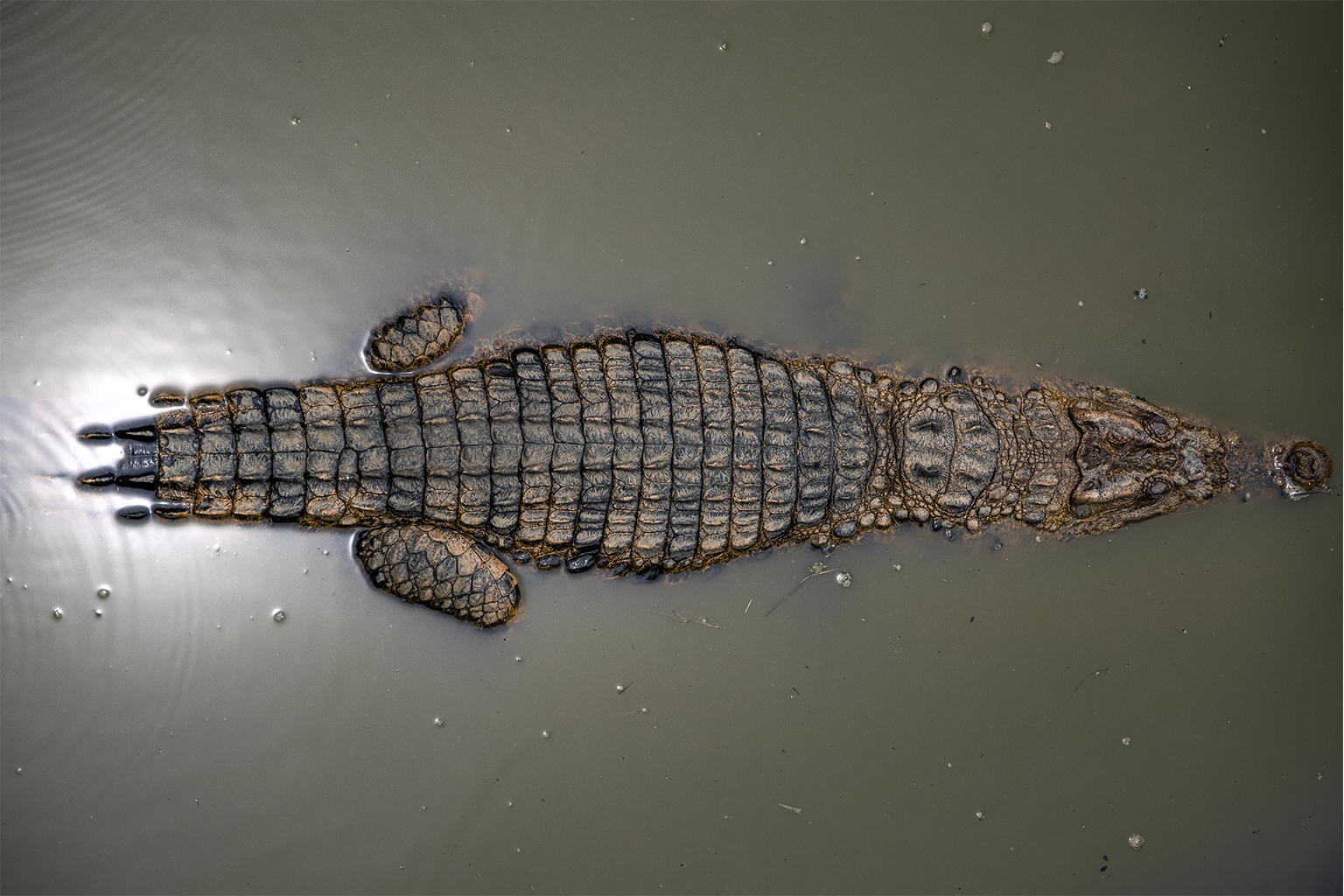 Hope for the world’s rarest crocodile – Mongabay Kids