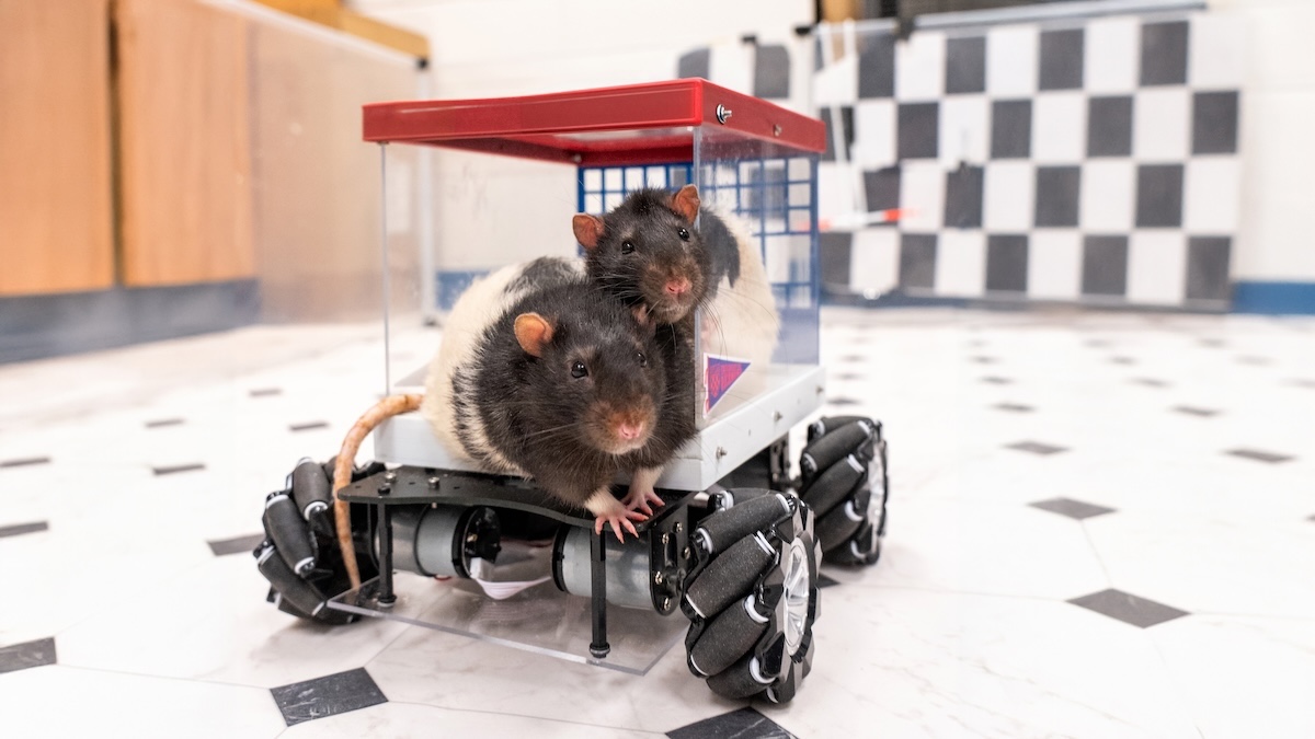 Fun facts about brown rats – Mongabay Kids