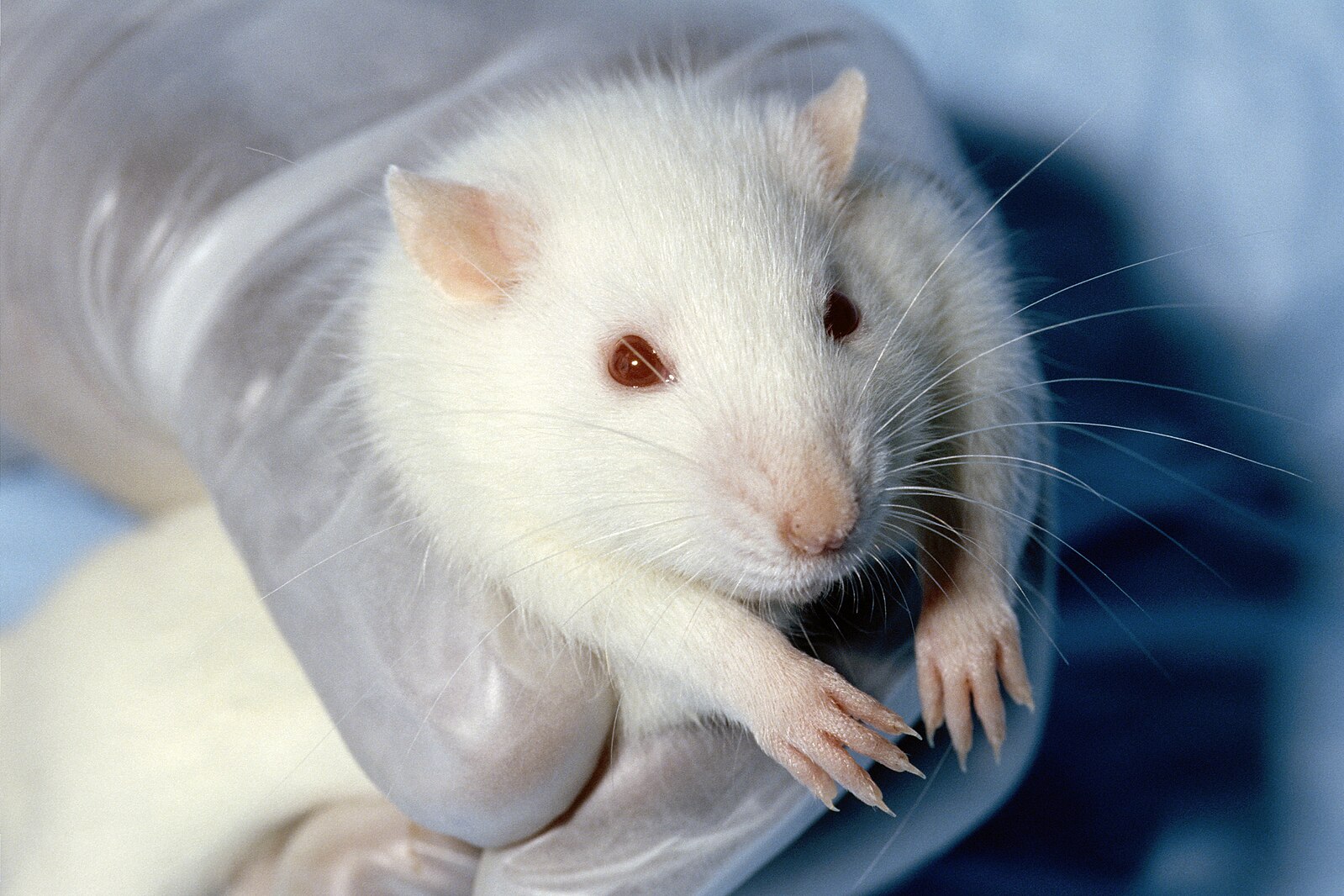 Fun facts about brown rats – Mongabay Kids