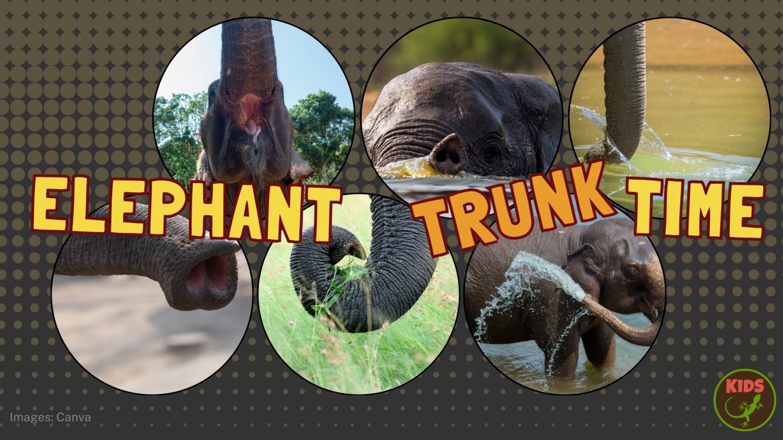 Clue me in: Whose nose? – Mongabay Kids