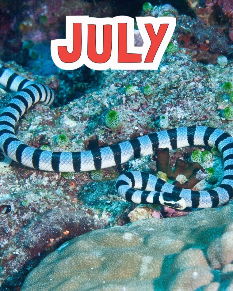 Environmental Awareness Days Calendar – Mongabay Kids