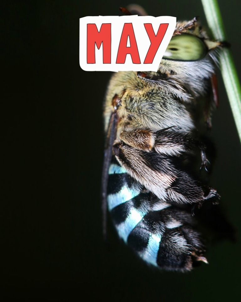 Environmental Awareness Days Calendar – Mongabay Kids