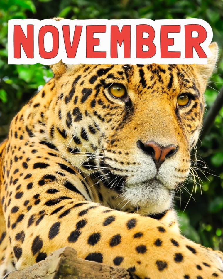 Environmental Awareness Days Calendar – Mongabay Kids