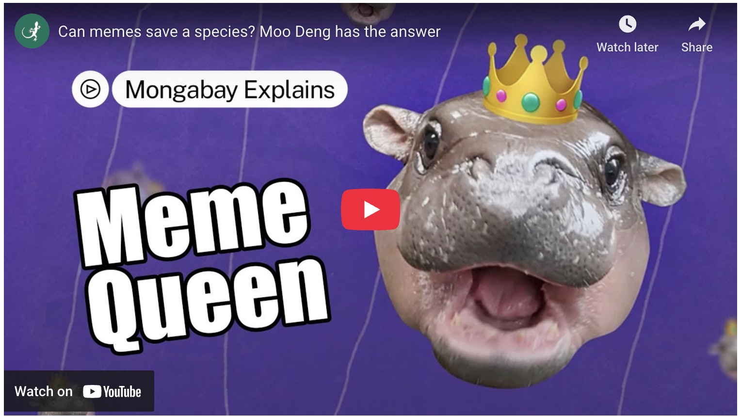 Can animal celebrities like Moo Deng help conservation? – Mongabay Kids