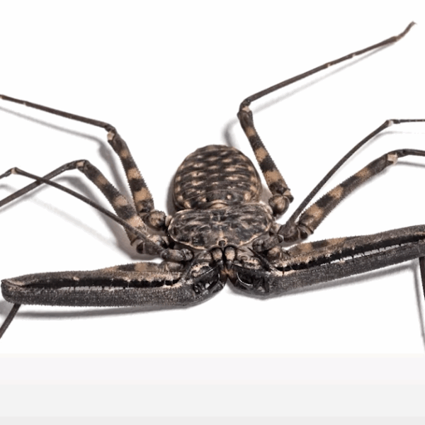 Meet the impressive Newcastle Big Boy spider – Mongabay Kids