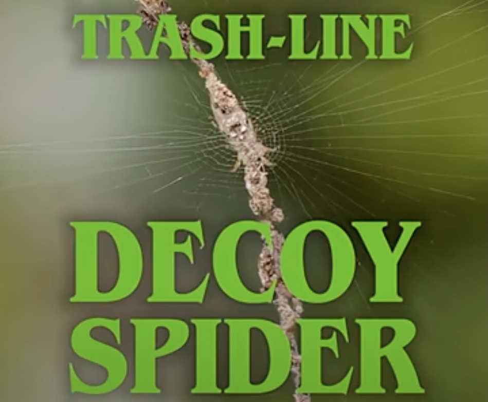 Meet a trashline decoy spider – Mongabay Kids