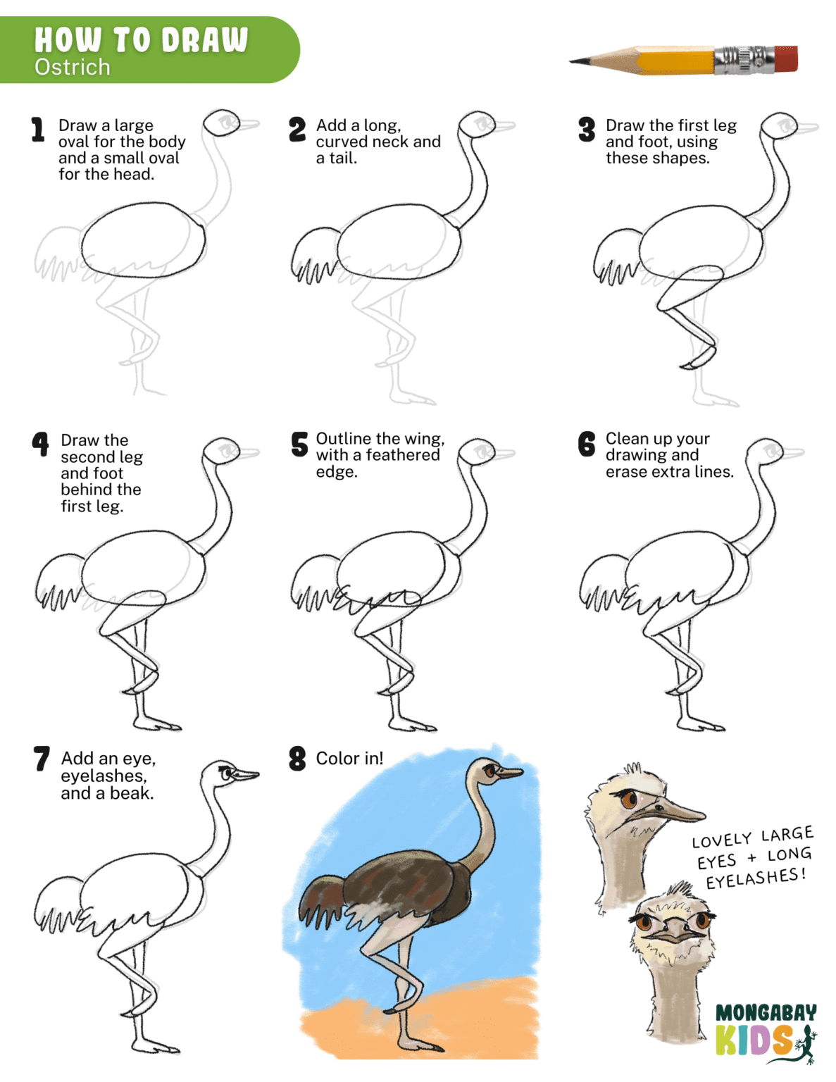 How to draw an ostrich – Mongabay Kids